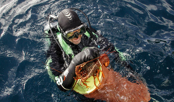 Diving for crayfish - The Fishing Website