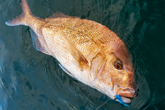 Fishing at Little Barrier Island - The Fishing Website