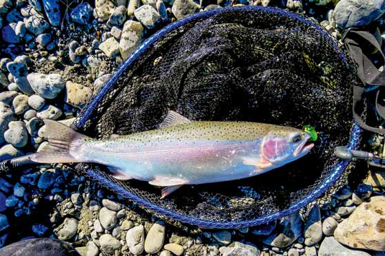 Lure colour for trout - The Fishing Website