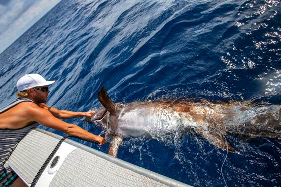 Netting or gaffing your catch (Part 3) - The Fishing Website