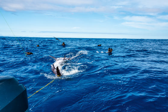 Netting or gaffing your catch (Part 3) - The Fishing Website