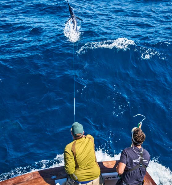 Netting or gaffing your catch (Part 3) - The Fishing Website