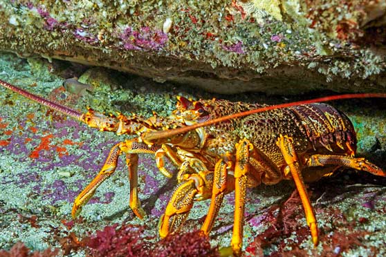 Spearfishing for beginners - The Fishing Website