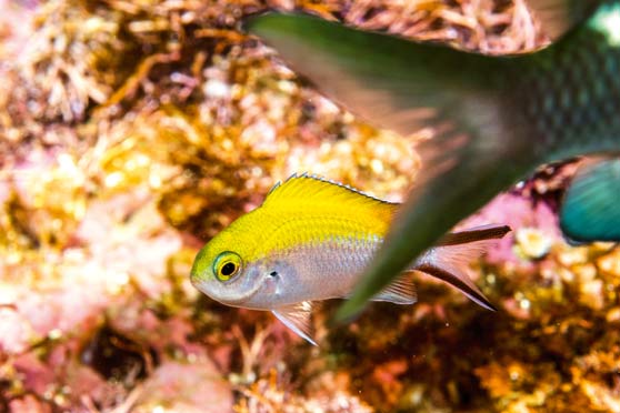 What to do if you catch an unusual fish - The Fishing Website