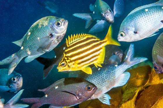 What to do if you catch an unusual fish - The Fishing Website