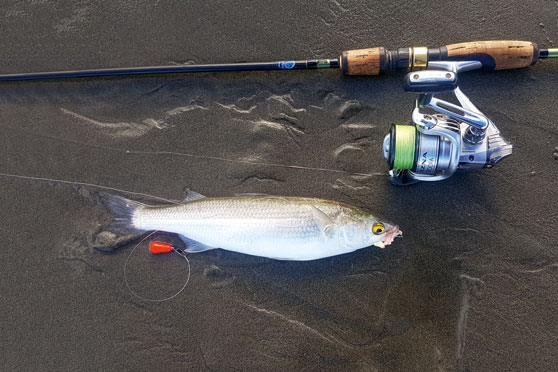 Eating bait fish - The Fishing Website