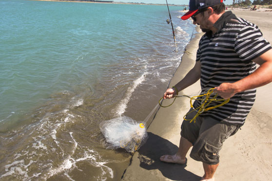 Eating bait fish - The Fishing Website