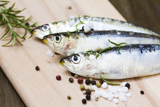 Eating bait fish - The Fishing Website