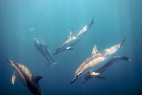 Mayor Island - The Fishing Website