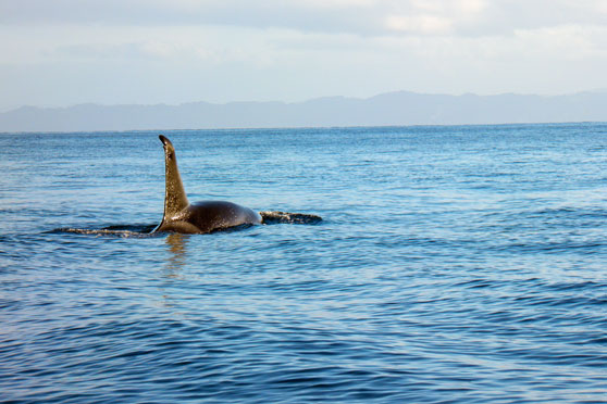 Mayor Island - The Fishing Website