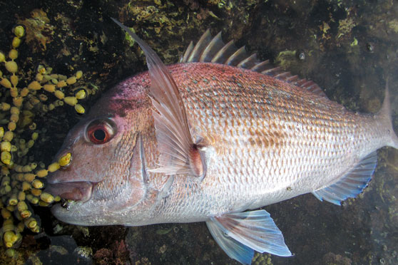 Shallow water fishing - The Fishing Website