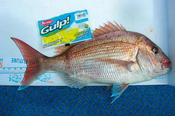 Do snapper shrink? - The Fishing Website