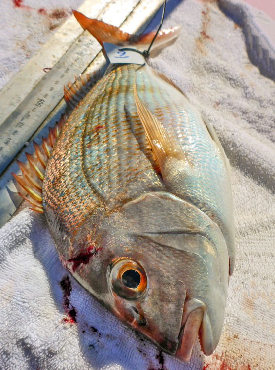 Do snapper shrink? - The Fishing Website