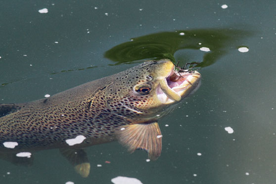 Fly fishing - 3 basic insect patterns - The Fishing Website