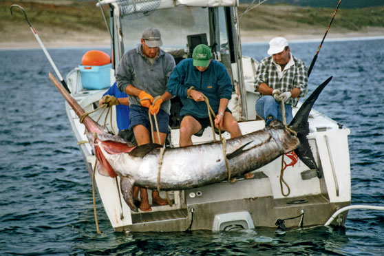 Mercury levels in fish - The Fishing Website