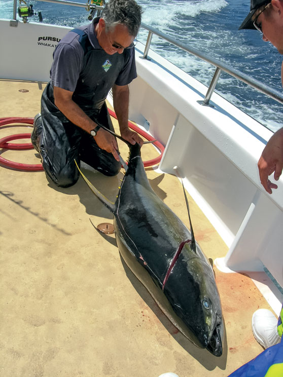 Mercury levels in fish - The Fishing Website