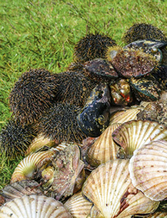 Kiwi Seafood: hunt it, catch it, cook it! - The Fishing Website