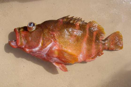 Tips on how to release fish - The Fishing Website