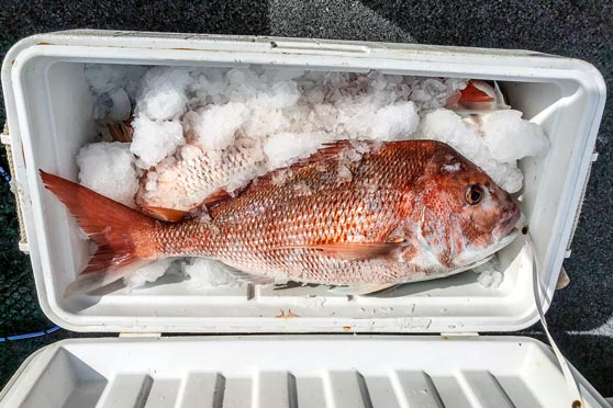 Best Ways To Freeze Your Fish The Fishing Website best-ways-to-freeze-your-fish-the-fishing-website