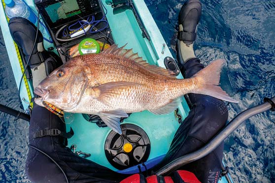 Catching snapper on bibbed lures - The Fishing Website