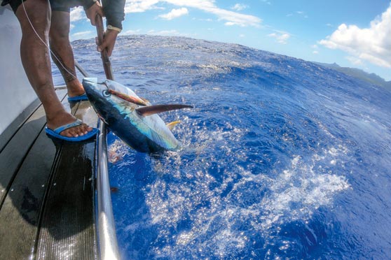 Sportfishing in the Cook Islands - The Fishing Website