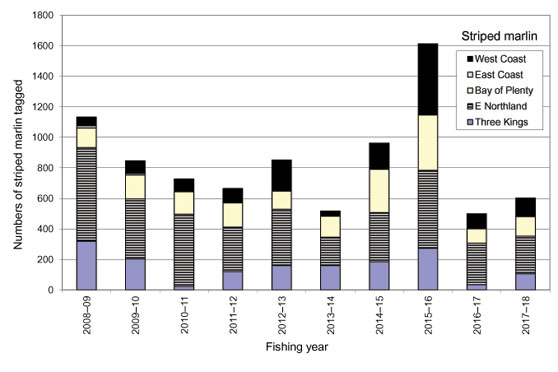 Striped marlin tagging numbers down last season - The Fishing Website