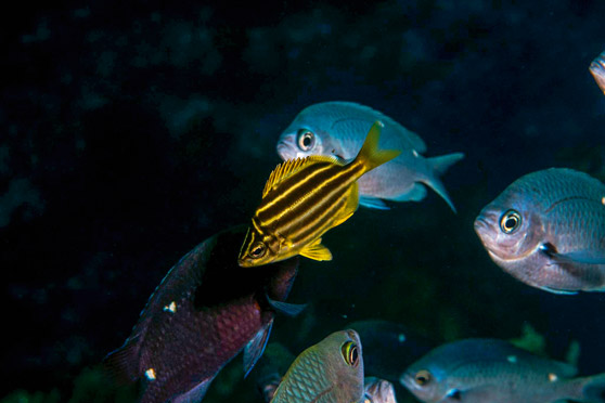 Mado profile - The Fishing Website