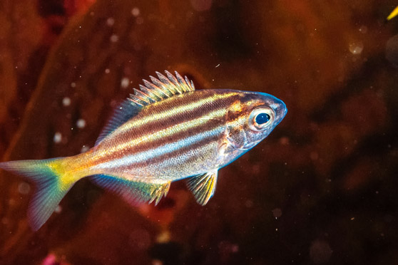 Mado profile - The Fishing Website