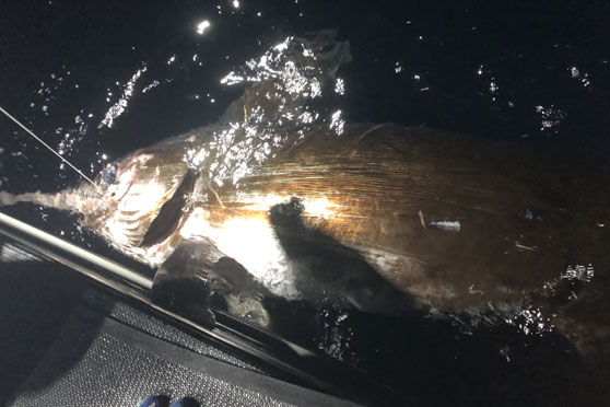 Marathon 16 hour fight for swordfish - The Fishing Website