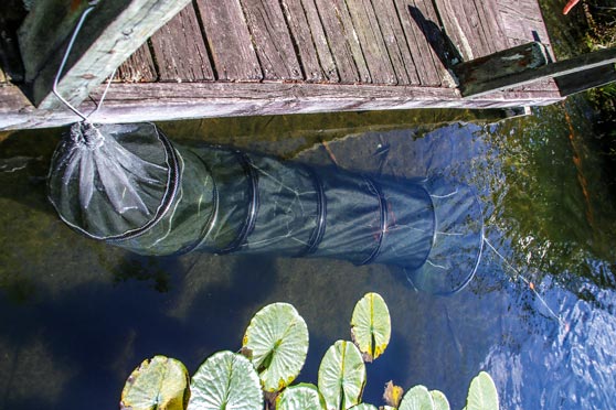 Catfish - the pest destroying our lakes and rivers - The Fishing Website