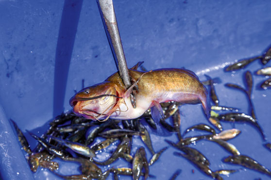 Catfish - the pest destroying our lakes and rivers - The Fishing Website