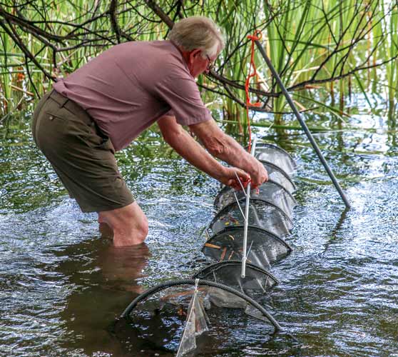 Catfish - the pest destroying our lakes and rivers - The Fishing Website
