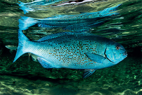 Bluefish (Girella Cyanea) Profile - The Fishing Website