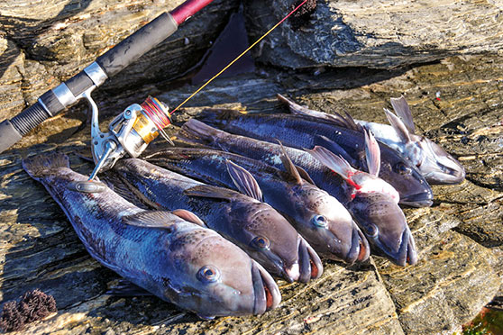 The Chatham Islands - Part 1 - The Fishing Website