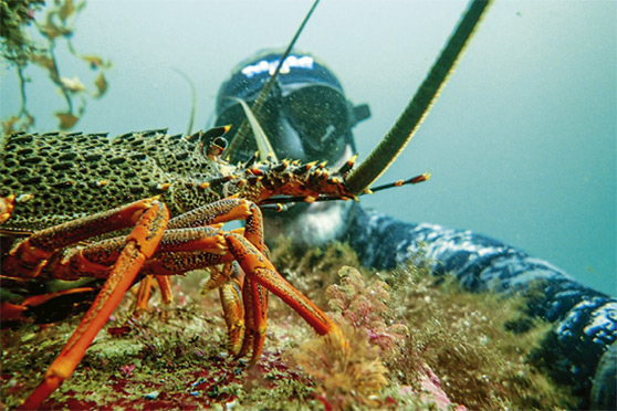 Changes in New Zealands's crayfish population - The Fishing Website