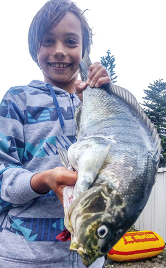 Diving for parore in Tauranga - The Fishing Website