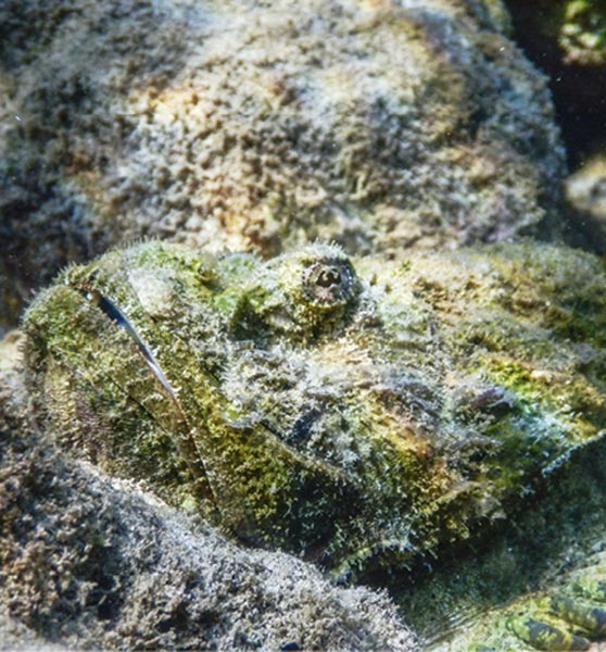 What it's like to dive in Rarotonga - The Fishing Website