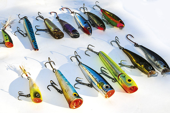 Saltwater Fish Food Chains - The Fishing Website