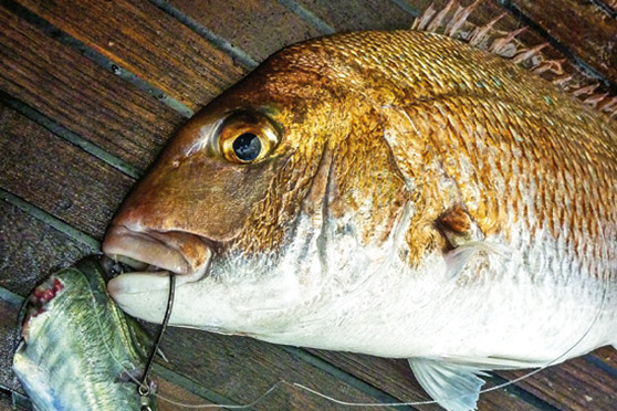 Saltwater Fish Food Chains - The Fishing Website