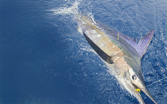 Why gamefish tagging is so important - The Fishing Website