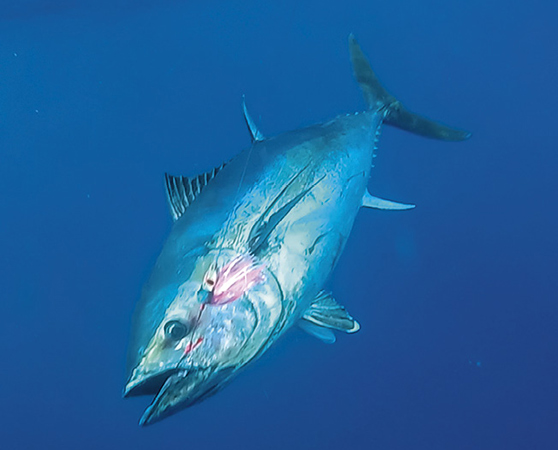Gamefishing options in New Zealand - The Fishing Website