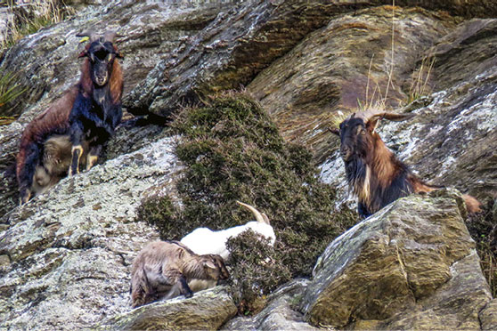 Trout Fishing In Wild Gorges - The Fishing Website