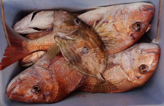 Hauraki Gulf Fishing Report 180219 - The Fishing Website