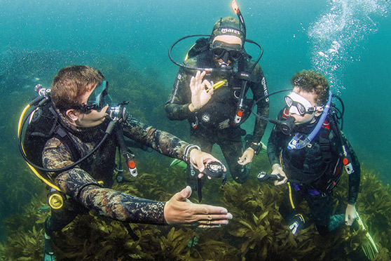 Learning to Dive - Part 2 - The Fishing Website