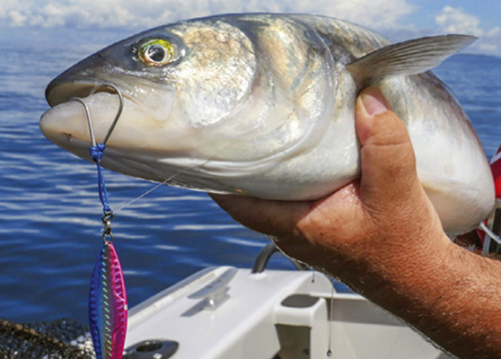 The joys of light tackle fishing - The Fishing Website