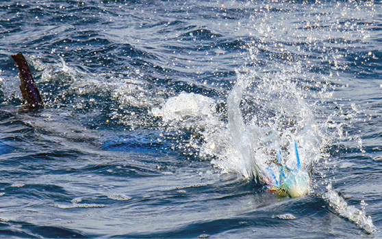 How to use marlin teasers - The Fishing Website