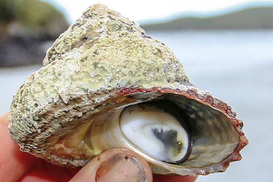 New Zealand's edible shellfish - The Fishing Website