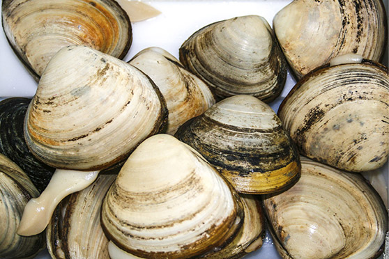 New Zealand's edible shellfish - The Fishing Website