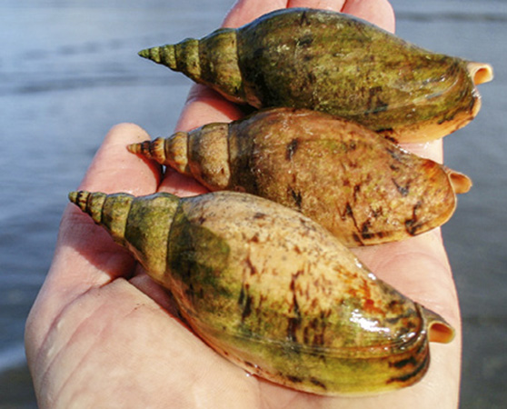 New Zealand's edible shellfish - The Fishing Website