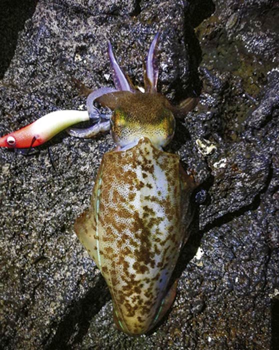 Squid fishing tips for Spring - The Fishing Website